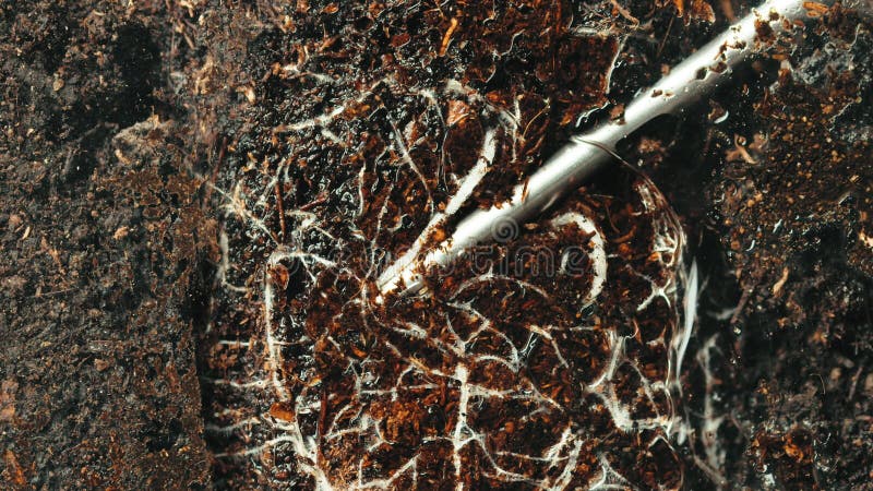 Underground Section of Soil with Roots of Plants during Syringe ...