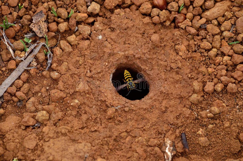 Hornet Nest In Ground