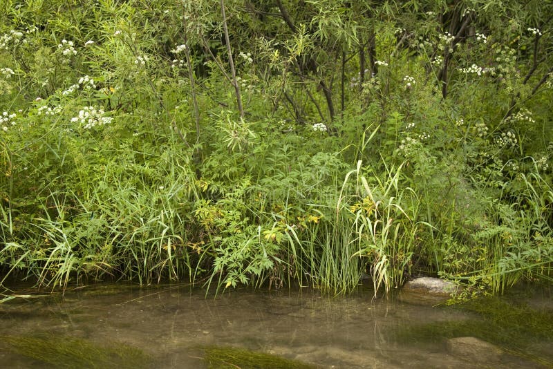 Undergrowth stock photo. Image of fluid, ecological, green - 17065618