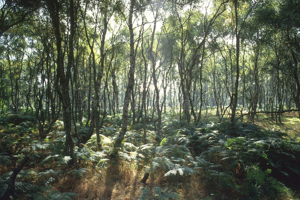 Undergrowth stock photo. Image of undergrowth, copse, forest - 879664