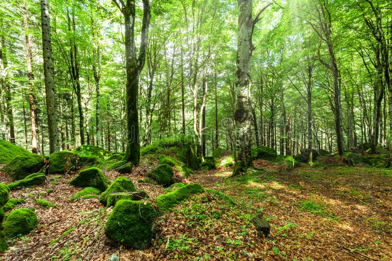 Undergrowth stock image. Image of agriculture, industry - 10833981