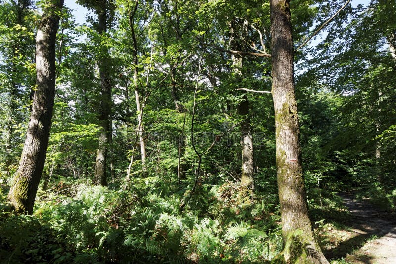 Undergrowth in Fontainebleau Forest Stock Photo - Image of ...