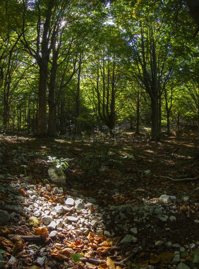 Undergrowth landscape stock photo. Image of trees, heather - 257445804