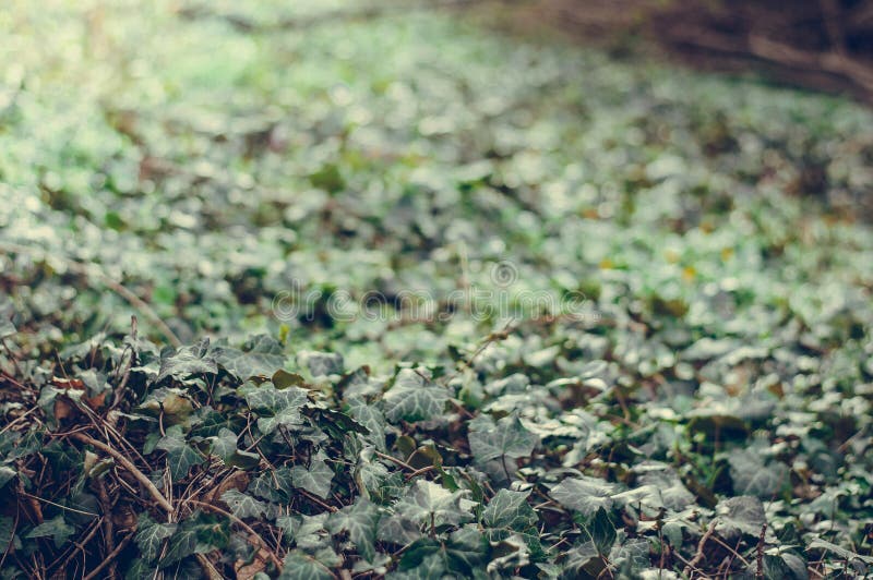 Undergrowth stock photo. Image of small, vegetation, lying - 69722268
