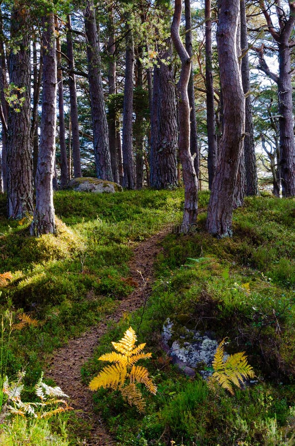 Undergrowth stock photo. Image of scotland, green, tree - 36156948