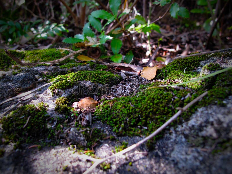 Macro of Undergrowth in the Woods Stock Photo - Image of flower ...