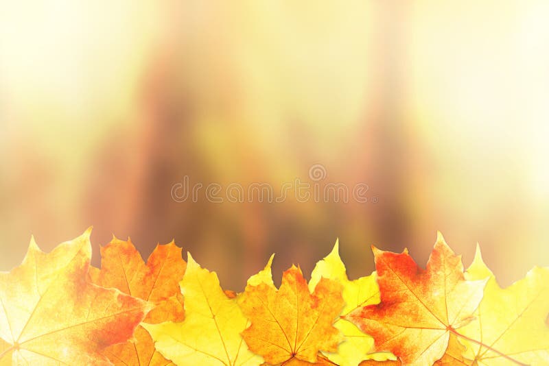 Leaf Underline Stock Photos - Free & Royalty-Free Stock Photos from ...