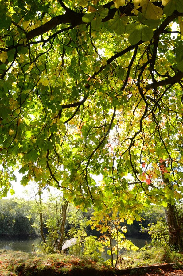 Underneath a Chestnut Tree in Autumn Stock Photo - Image of wood, green ...