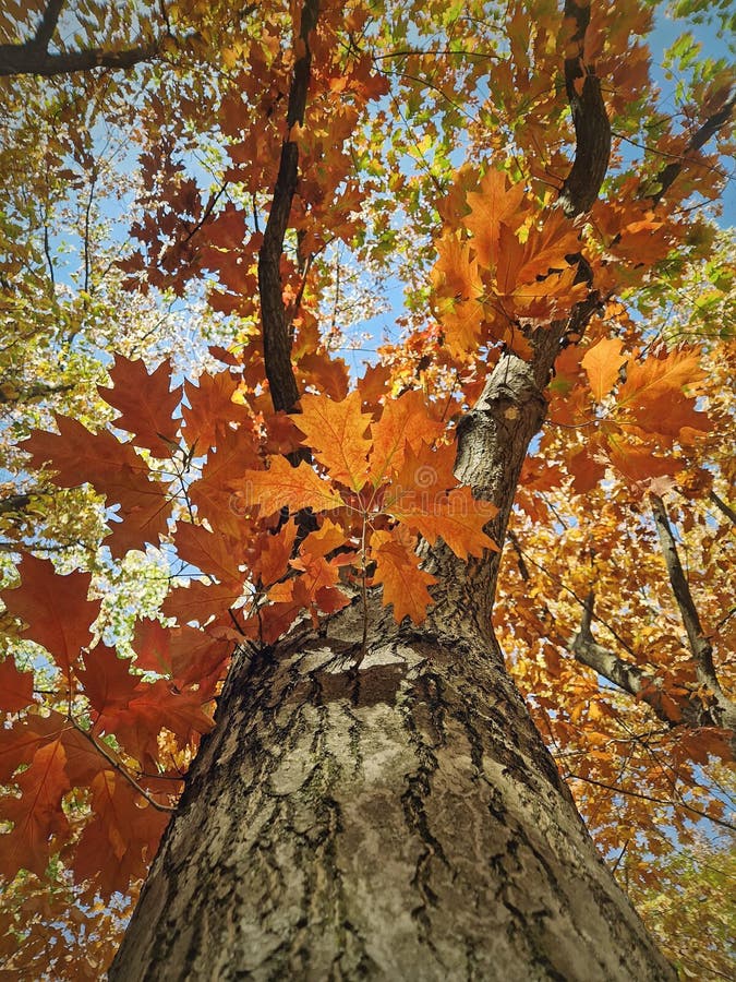 Underneath Colorful Oak Tree Crown. Fall Season in the Park Stock Photo ...