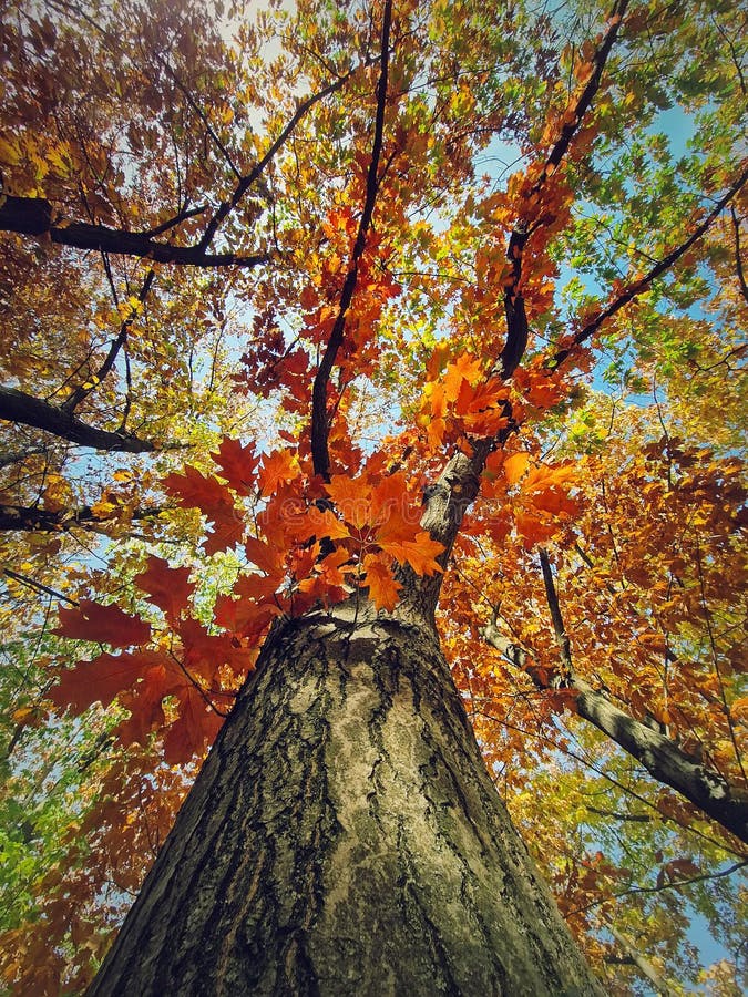 Underneath Colorful Oak Tree Crown. Fall Season in the Park Stock Image ...