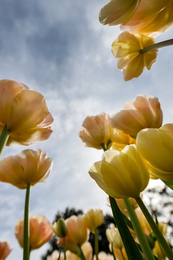 End of Flowering Yellow Tulips Stock Image - Image of faded, bush: 71501405