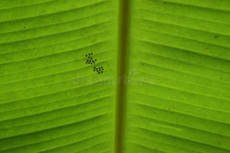 Tiny Insect Eggs Clusters Stock Photos - Free & Royalty-Free Stock ...