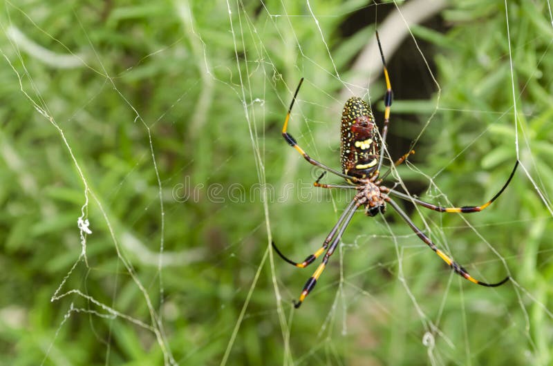 Underneath Nephila Clavipes on Web Stock Photo - Image of animal, close ...