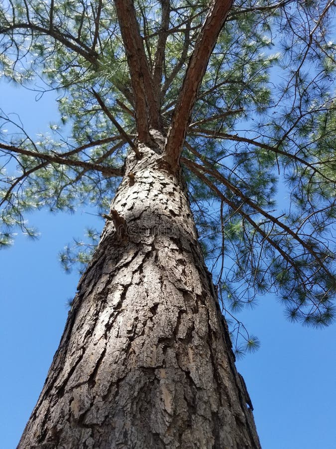 Underneath pine tree stock image. Image of underneath - 176912887
