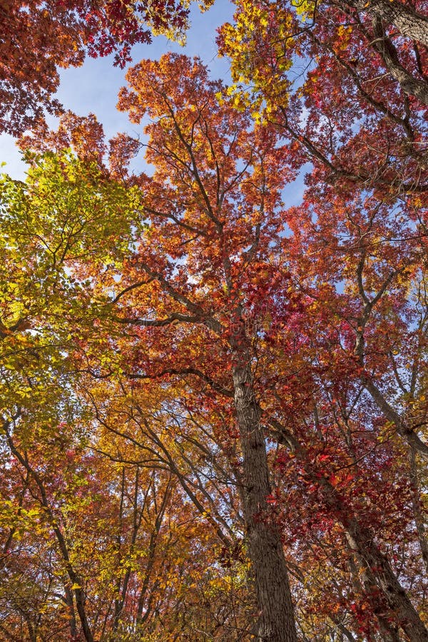 Underneath a Red Autumn Canopy Stock Photo - Image of scenic, natural ...