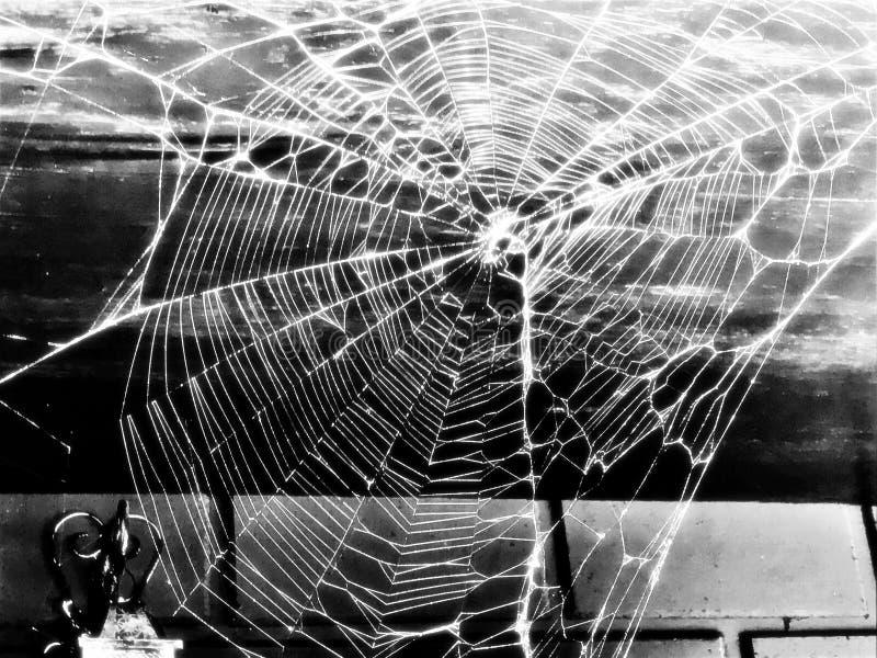 Spider web stock photo. Image of monochrome, house, blackandwhite ...