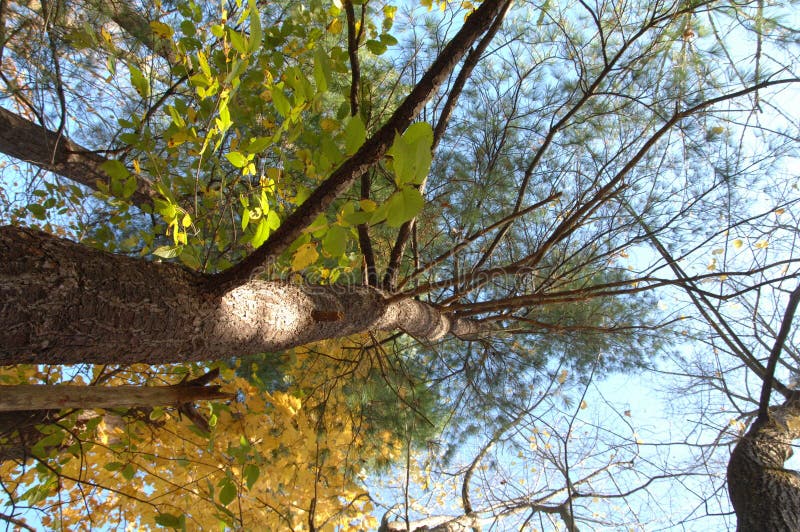 Underneath Tree with Fall Foliage Stock Image - Image of branch ...