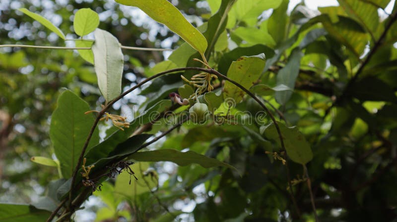 Sapsada Stock Photos - Free & Royalty-Free Stock Photos from Dreamstime