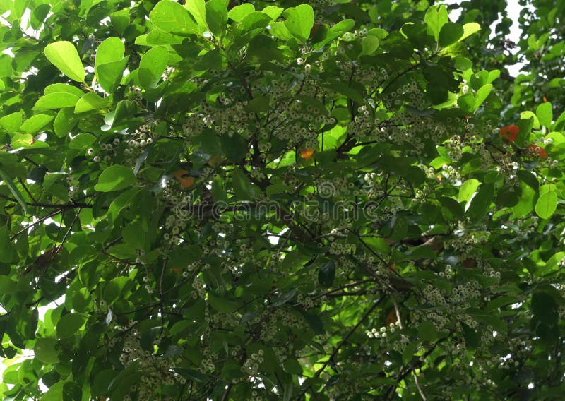 Underneath View of a Ceylon Olive Tree Branch with Flowering Tiny White ...