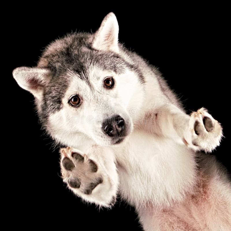 Husky Waving Stock Photos - Free & Royalty-Free Stock Photos from ...