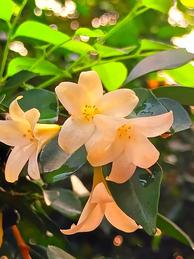 Underneath View of Jasmine Flowers Exposed To the Evening Sun Stock ...
