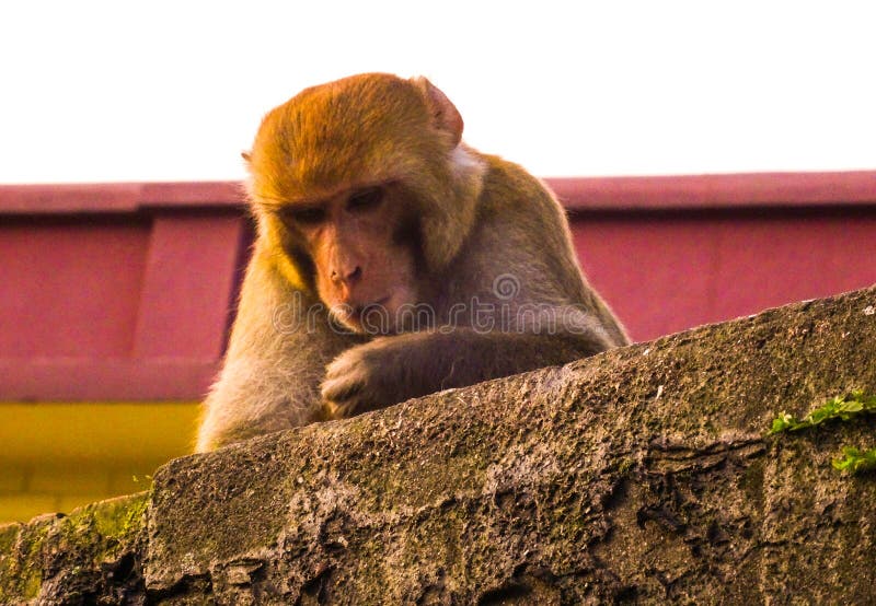 Monkey in deep forest stock image. Image of brown, cute - 150072135