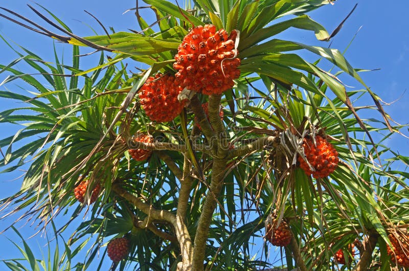 Pandanus tree stock image. Image of blue, tropical, summer - 30032735