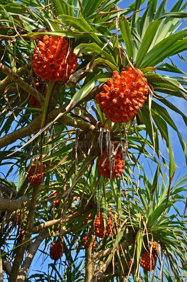 Pandanus tree stock image. Image of blue, tropical, summer - 30032735