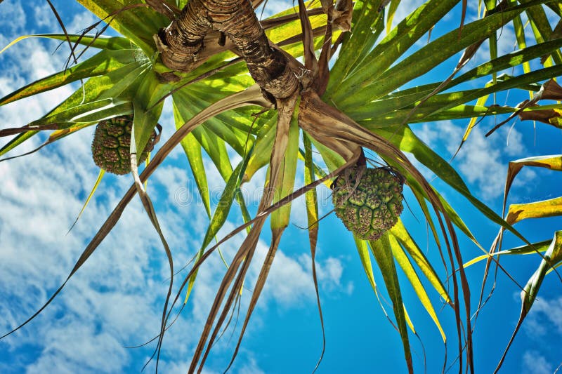 Pandanus tree with fruit stock photo. Image of view - 188717638
