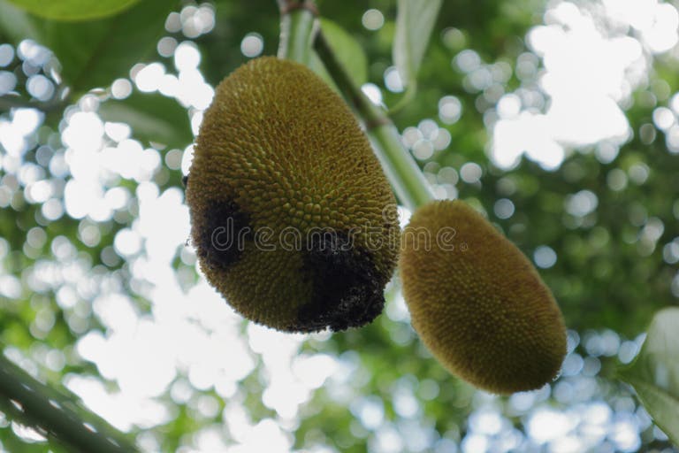 Underneath View of a Spoiled Young Jackfruit Affected with a Jack Tree ...