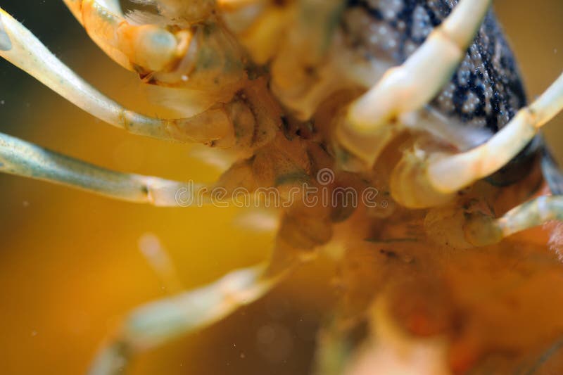 Underneath View To Crayfish Legs Stock Photo - Image of freshwater ...