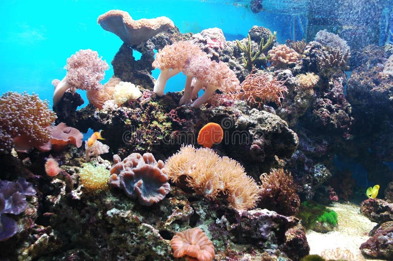 Undersea stock photo. Image of ocean, underwater, nature - 616344