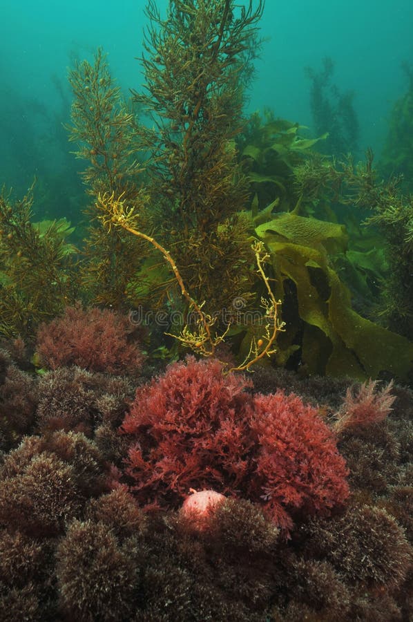 Undersea Vegetation in Shallow Water Stock Image - Image of diving ...