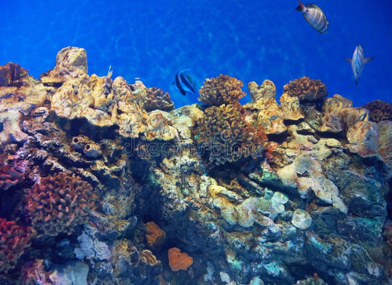 Undersea view stock image. Image of undersea, background - 9364479