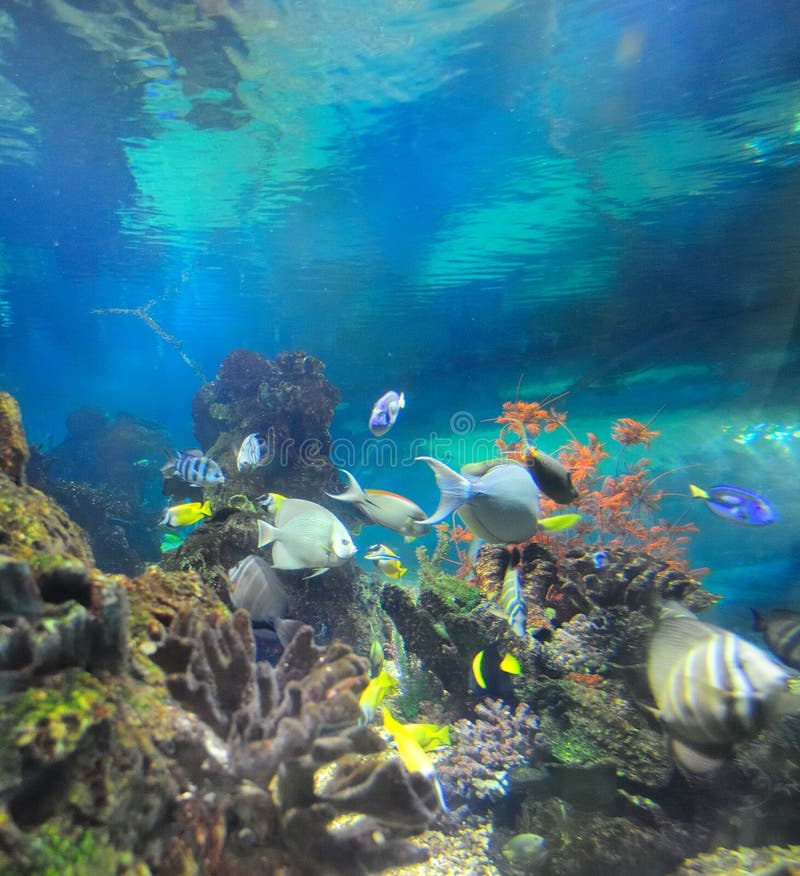 840+ Undersea Free Stock Photos - StockFreeImages