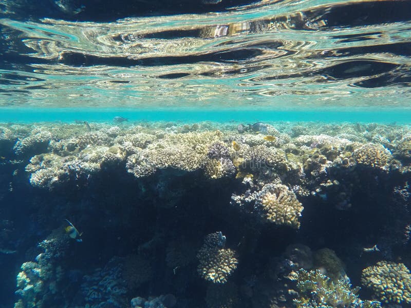 Underwater World of the Red Sea in Egypt Stock Image - Image of life ...