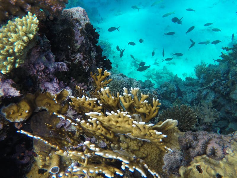 Underwater World of the Red Sea in Egypt Stock Photo - Image of ...