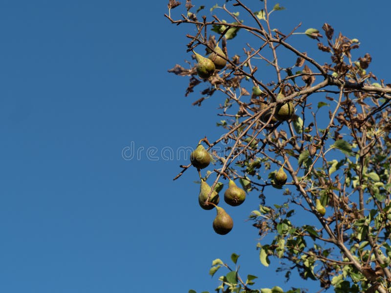 Undershot of a Pear Tree Fruits on the Branch with the Sky in the ...