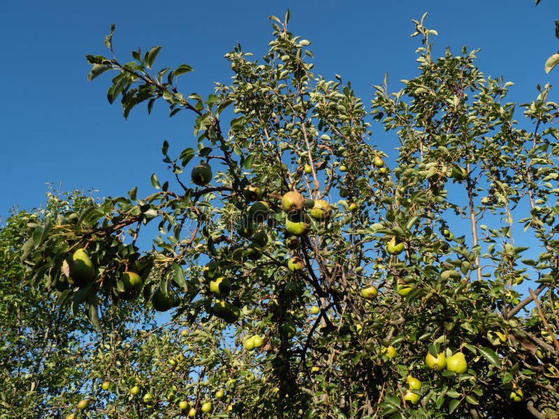 Undershot of a Pear Tree Fruits on the Branch with the Sky in the ...