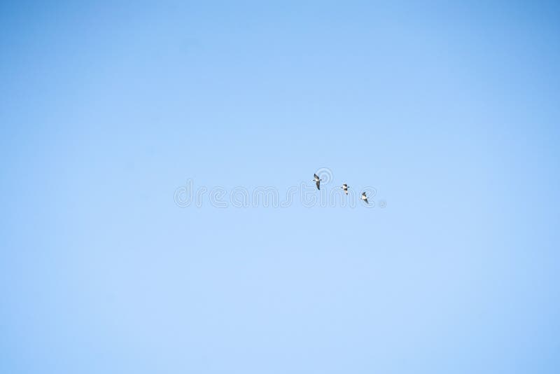 Undershot of Three Birds Flying in the Clear, Sunlit Sky Stock Photo ...