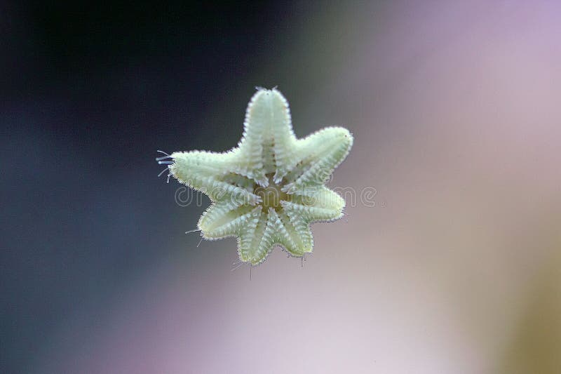 The Underside of a Asterina Starfish Stock Photo - Image of underside ...