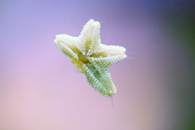 The Underside of a Asterina Starfish Stock Photo - Image of life, shape ...