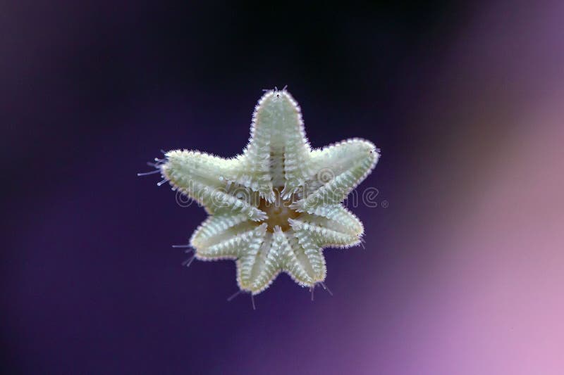 The Underside of a Asterina Starfish Stock Photo - Image of tiny, life ...