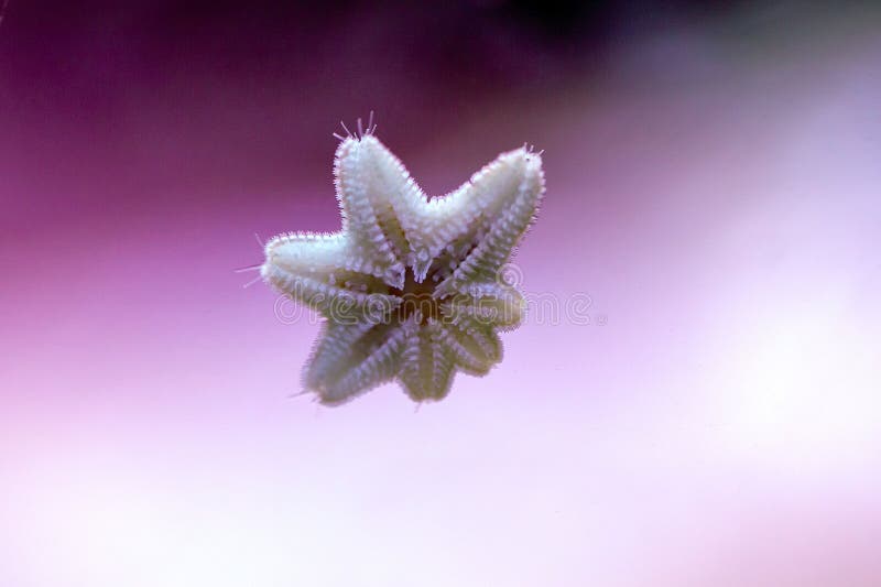 The Underside of a Asterina Starfish Stock Image - Image of marin, life ...