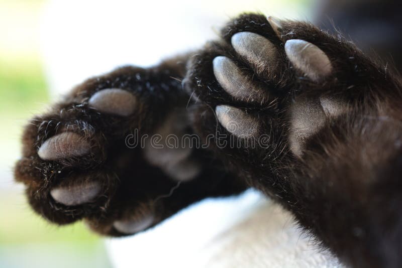 The Underside of Cat Paws, Macro Stock Image - Image of underside, paws ...