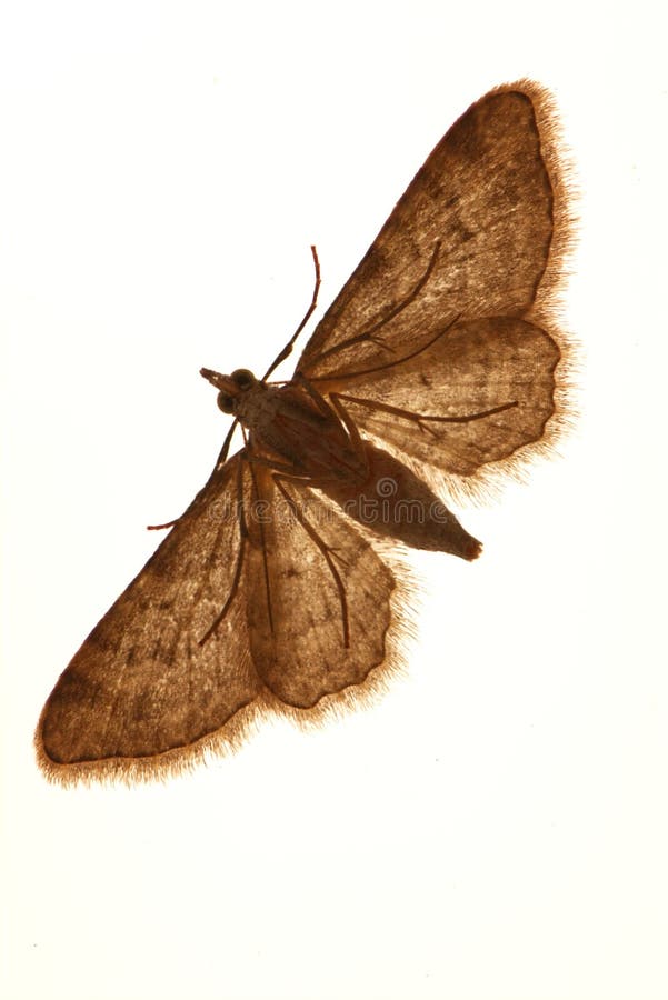 Dwarf Pug Moth, Eupithecia Tantillaria, Isolated. Stock Photo - Image ...