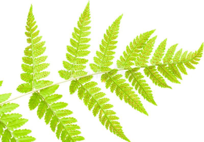 Underside of a fern leaf stock photo. Image of single - 33109308