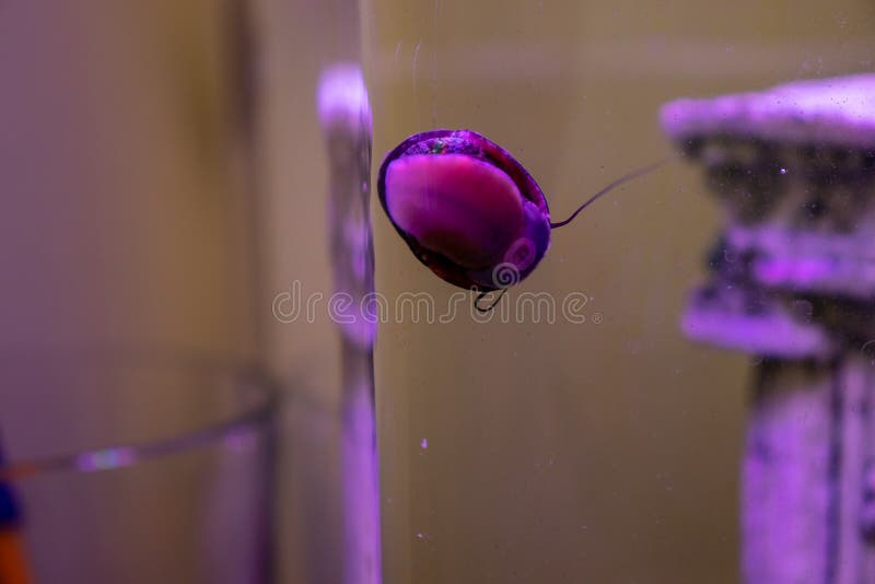 The Underside of the Freshwater Snail. Stock Photo - Image of breathe ...