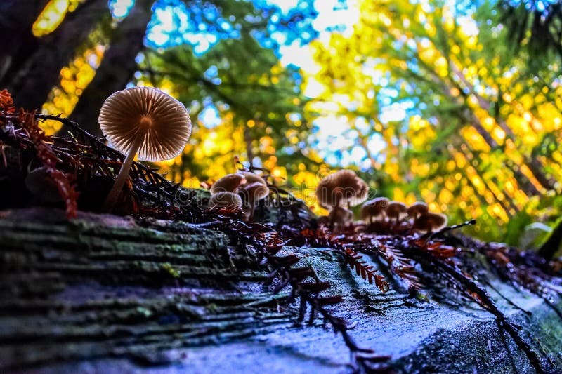 Underside of a Group of Brownish Tan Mushrooms Growing on Decaying Tree ...