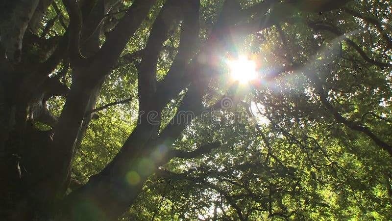 Oak Tree with Spindly Limbs Stock Footage - Video of spindly, vine ...